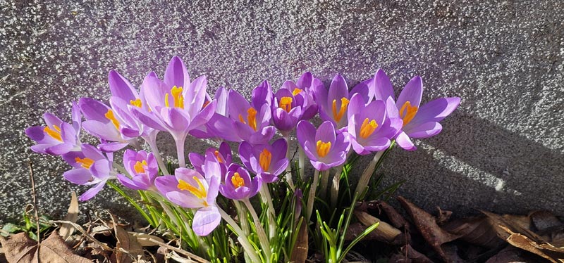 From the Chair 3/14/2025 – Berkshire Chapter NARGS